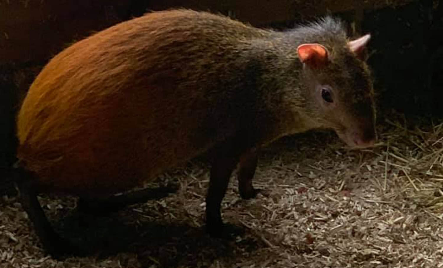 Azara's Agouti - Bridlington Animal Park